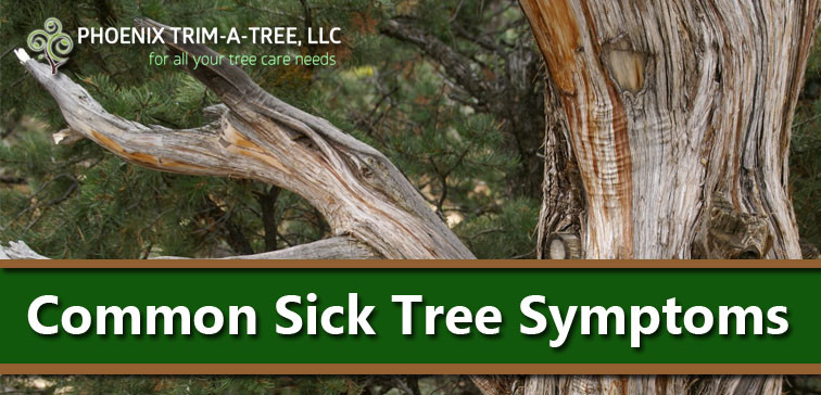 Common Sick Tree Symptoms - Phoenix Trim A Tree