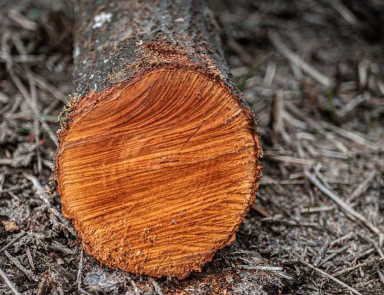 how-to-cut-down-a-small-tree - Phoenix Trim-A-Tree, LLC.