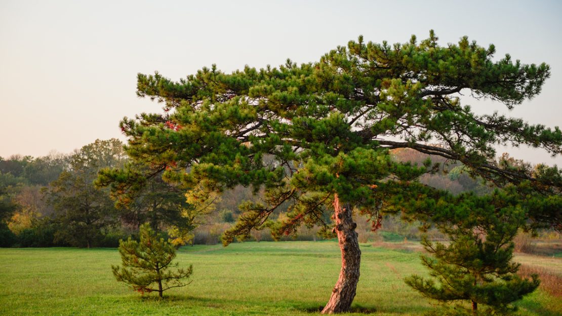 How To Cut A Leaning Tree | Step-By-Step | Phoenix Trim A Tree