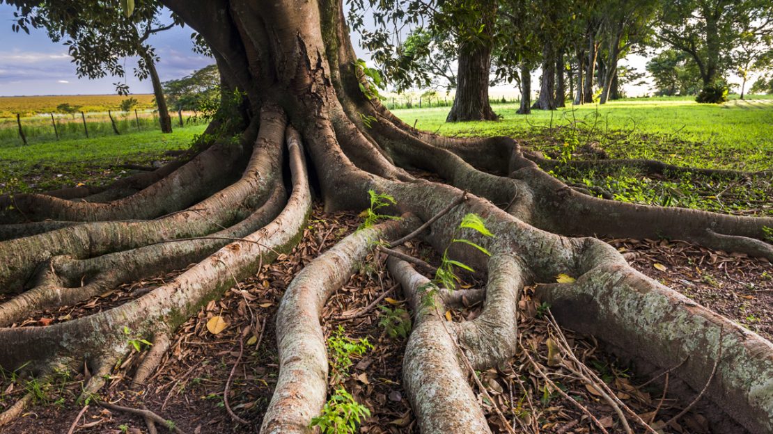 Will Cutting Tree Roots Kill The Tree? | Phoenix Trim A Tree